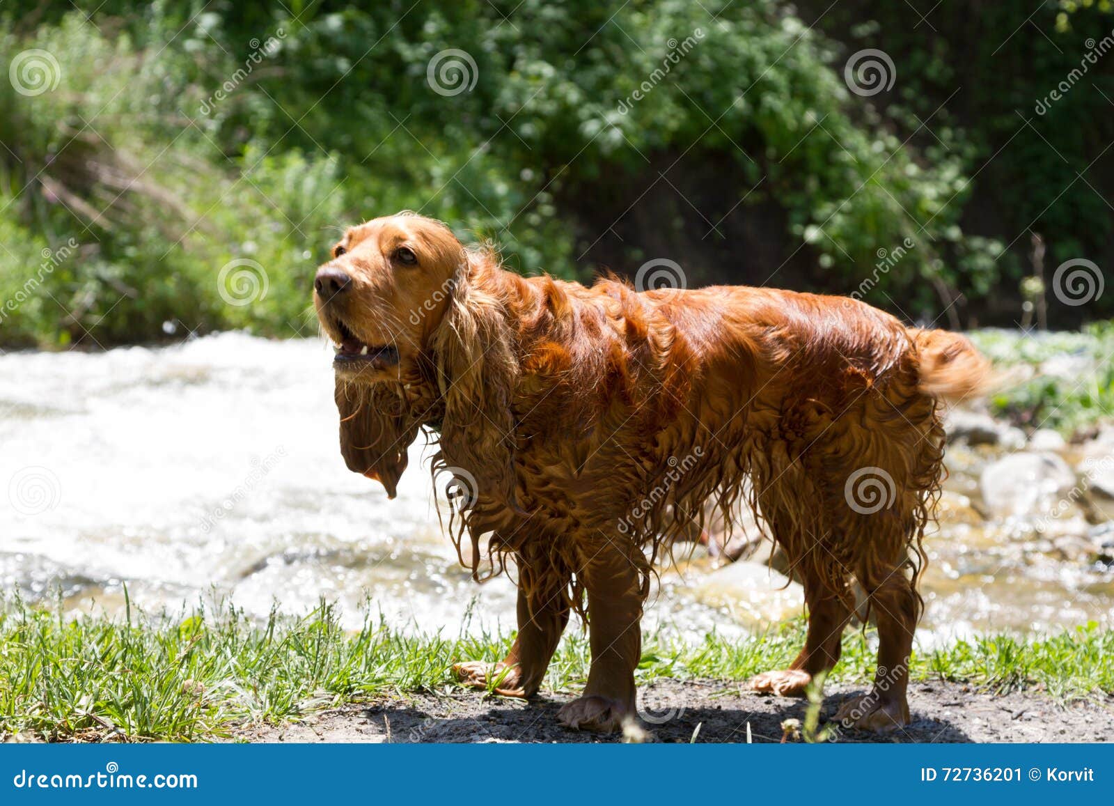 English Cocker Spaniel stock image. Image of dogs, nature - 72736201