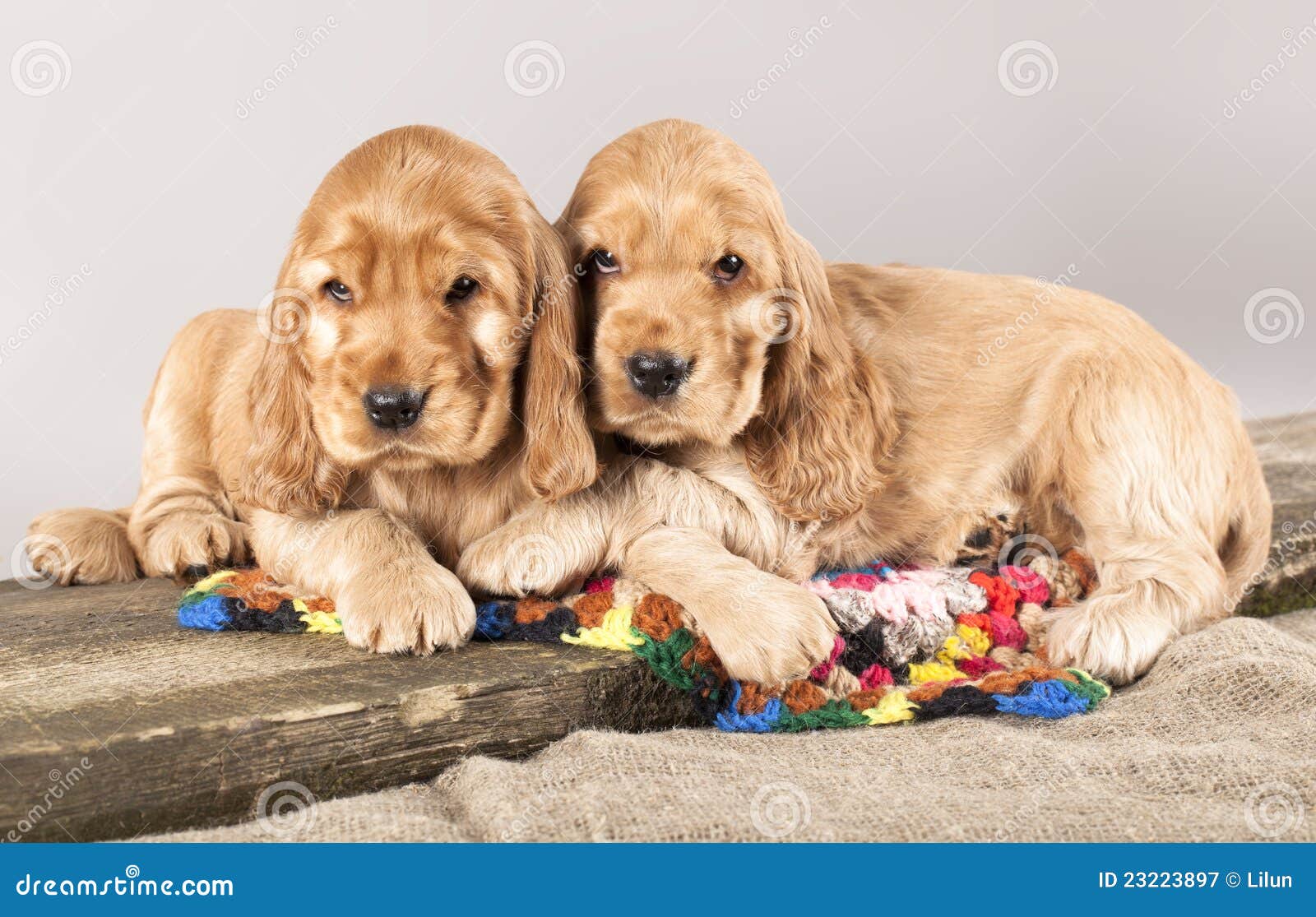 English Cocker Spaniels Puppies Stock Image - Image of cute, animal ...
