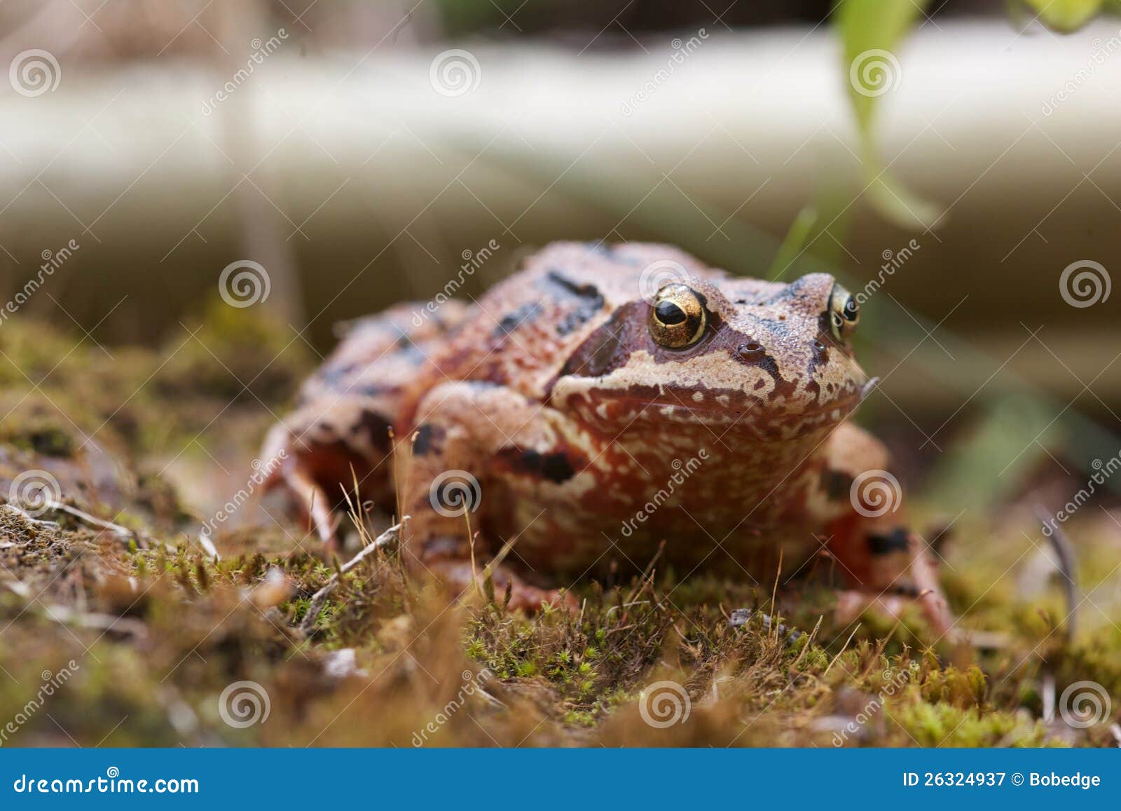 English common Toad stock image. Image of english, wild - 26324937