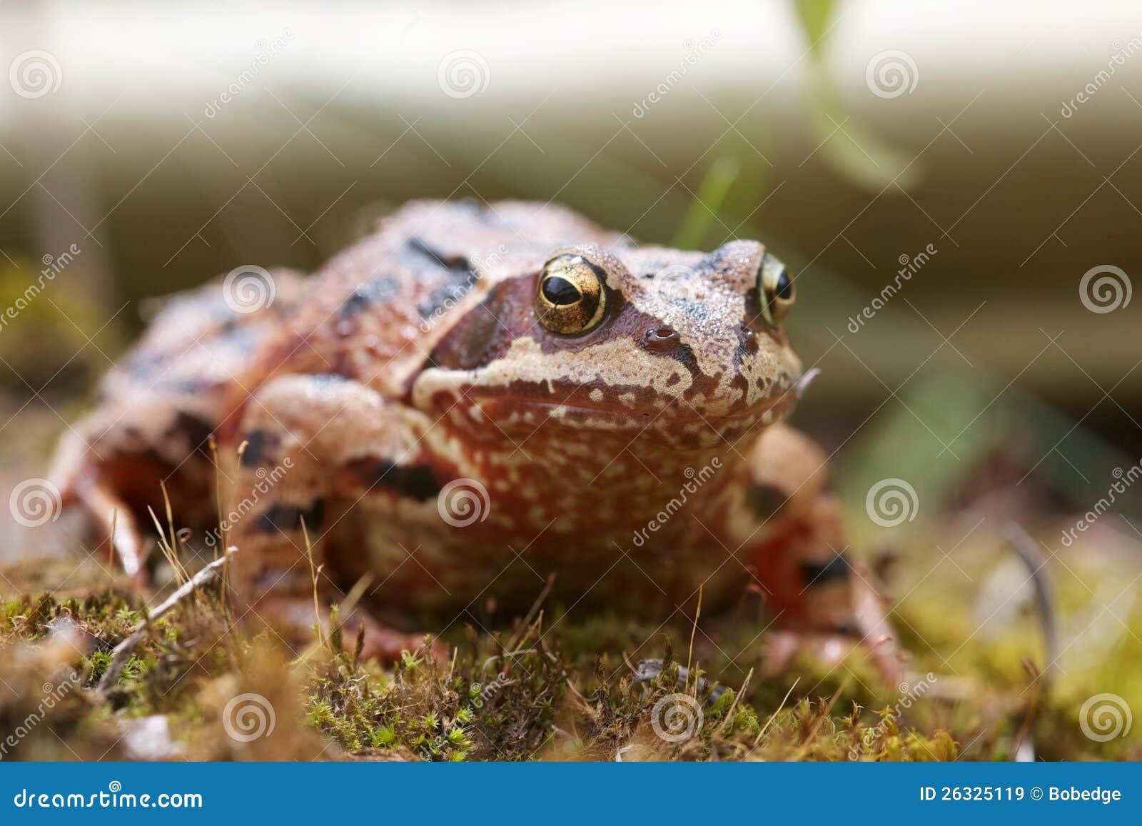 English Common Toad Picture. Image: 26325119