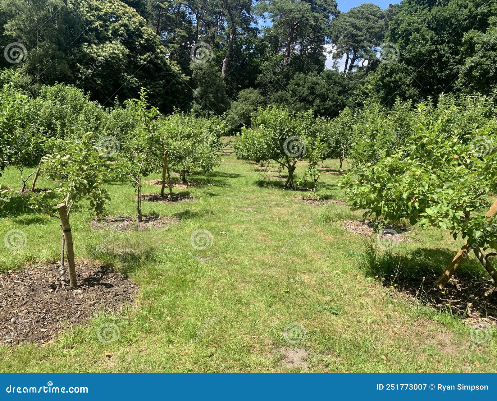 Community orchard stock image. Image of fruit, lots - 251773007