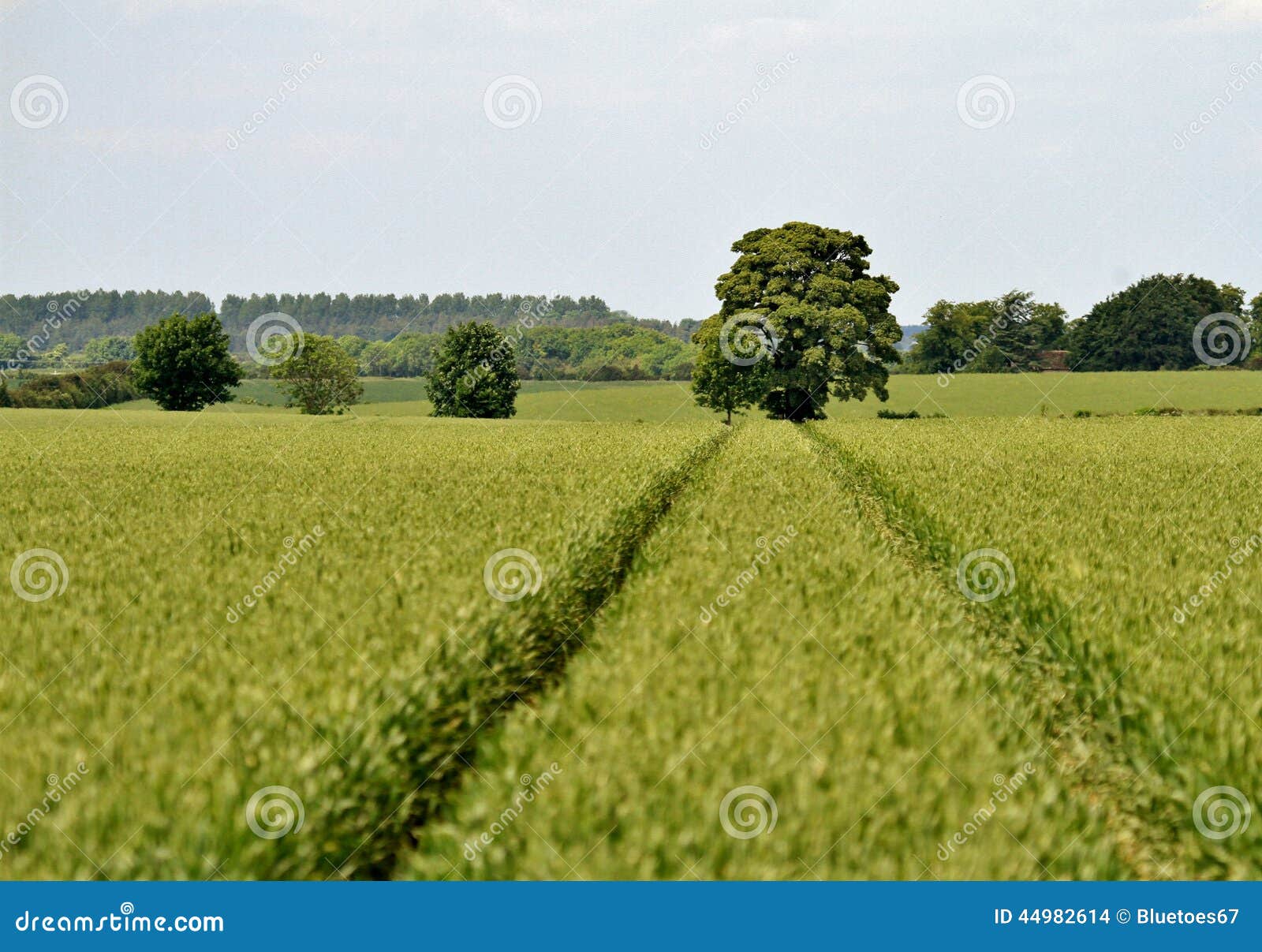 English Wheat Field stock photo. Image of farmland, corn - 44982614