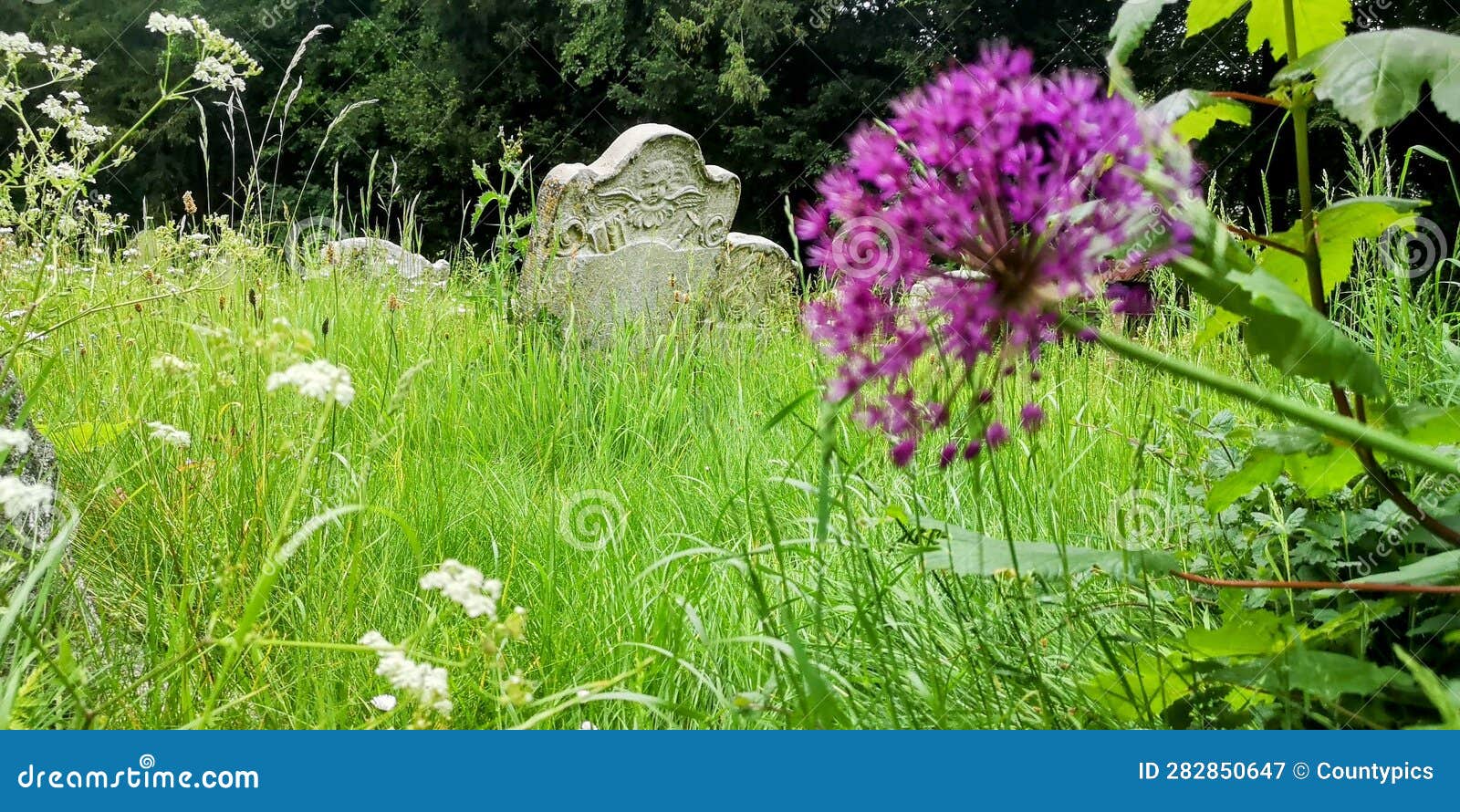 English Country Scenes Flowers in the Fields Stock Image - Image of ...