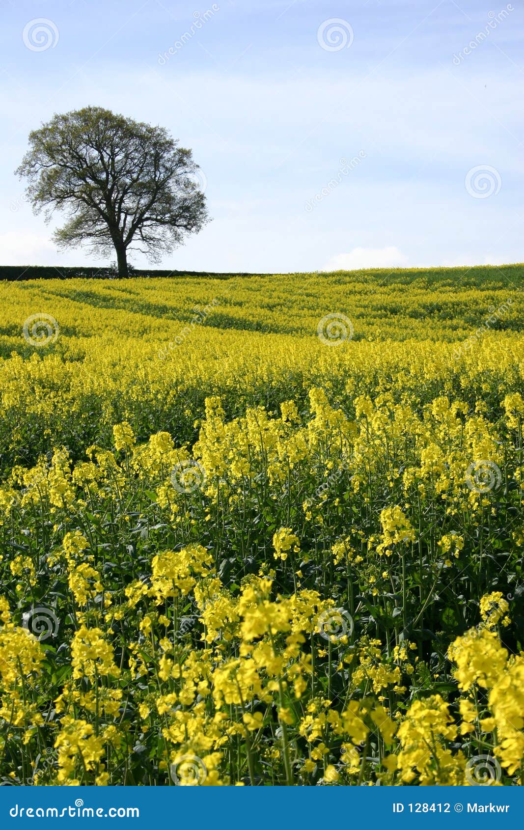 English Countryside stock photo. Image of organic, countryside - 128412