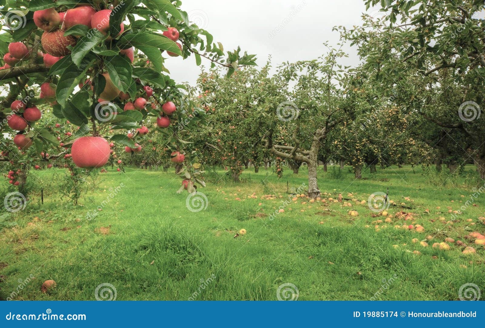 English Countryside Apple Orchard Stock Photo - Image of gardening ...