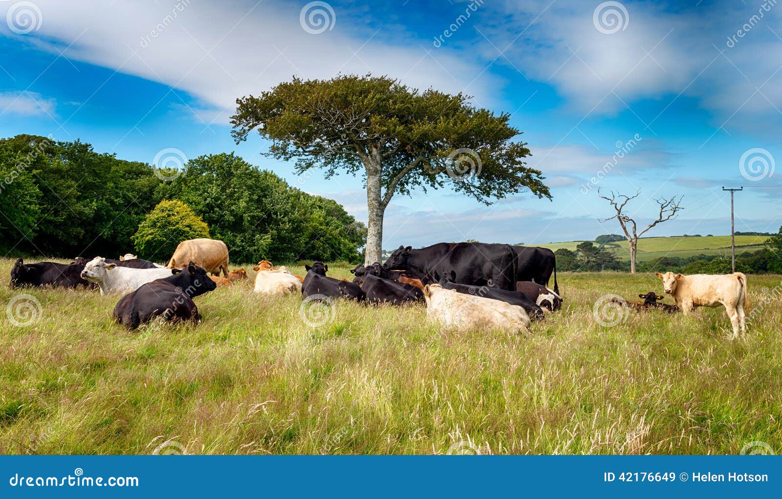 English Countryside in June Stock Image - Image of british, farmland ...