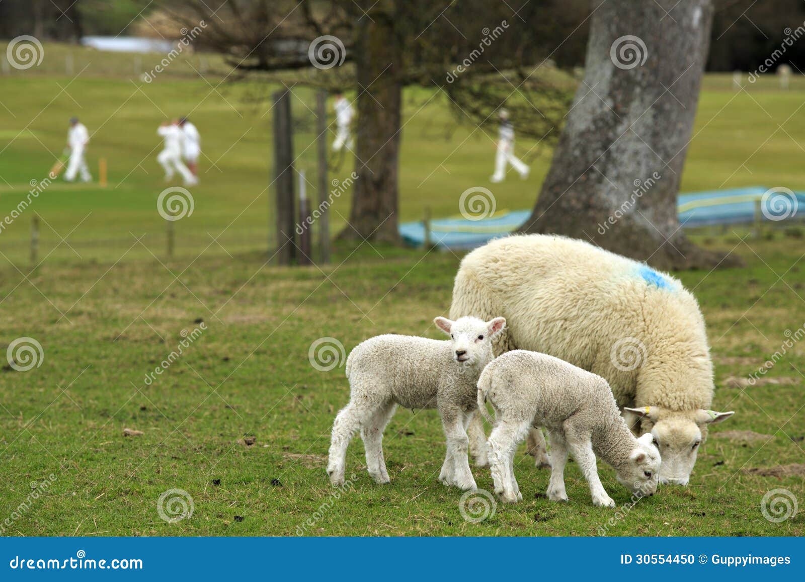 The English Countryside - Lambs, Sheep and Cricket Stock Photo - Image ...