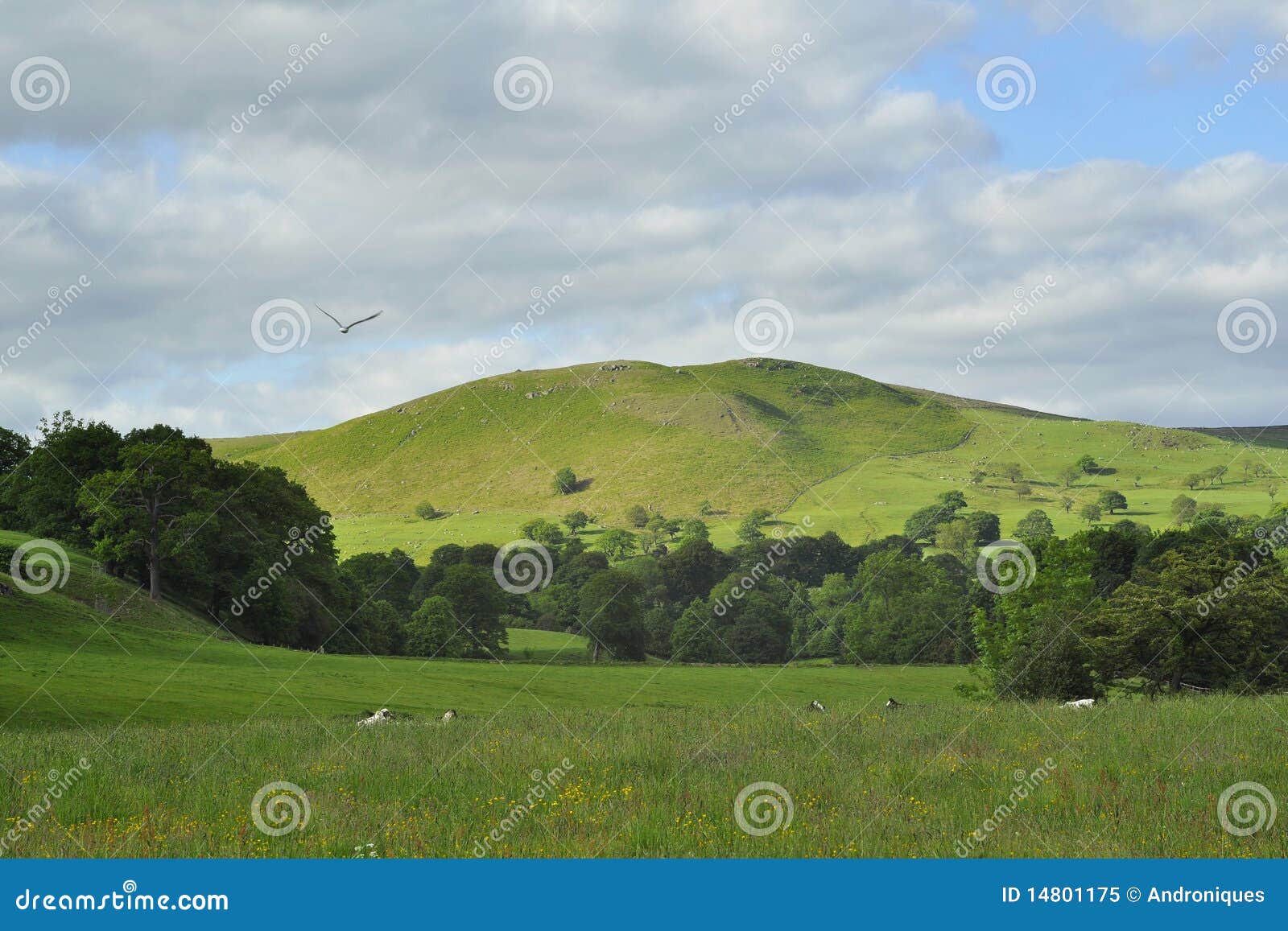 English Countryside Landscape in Summer Stock Image - Image of ...
