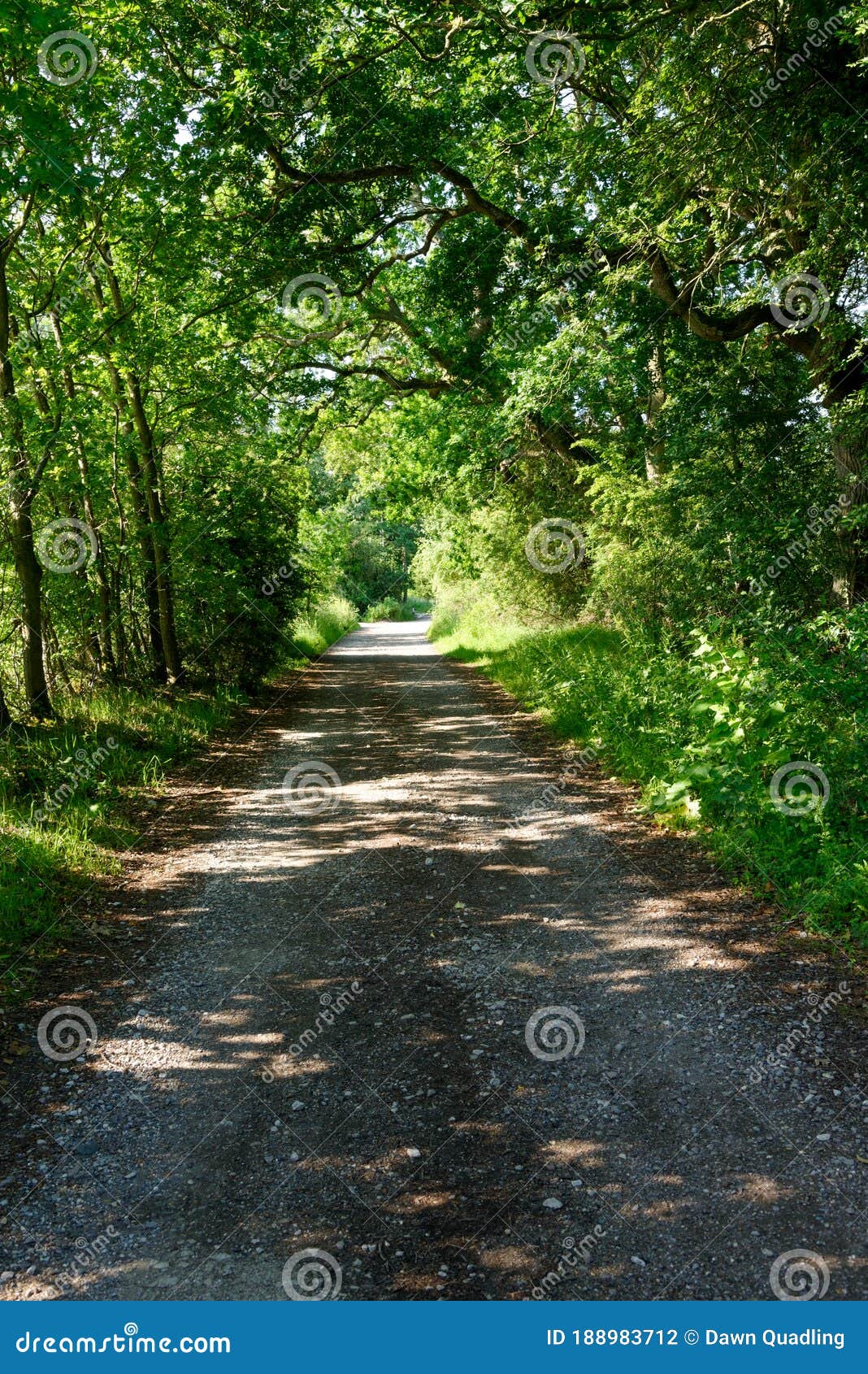 Fresh Green English Countryside Lane through Trees Stock Photo - Image ...
