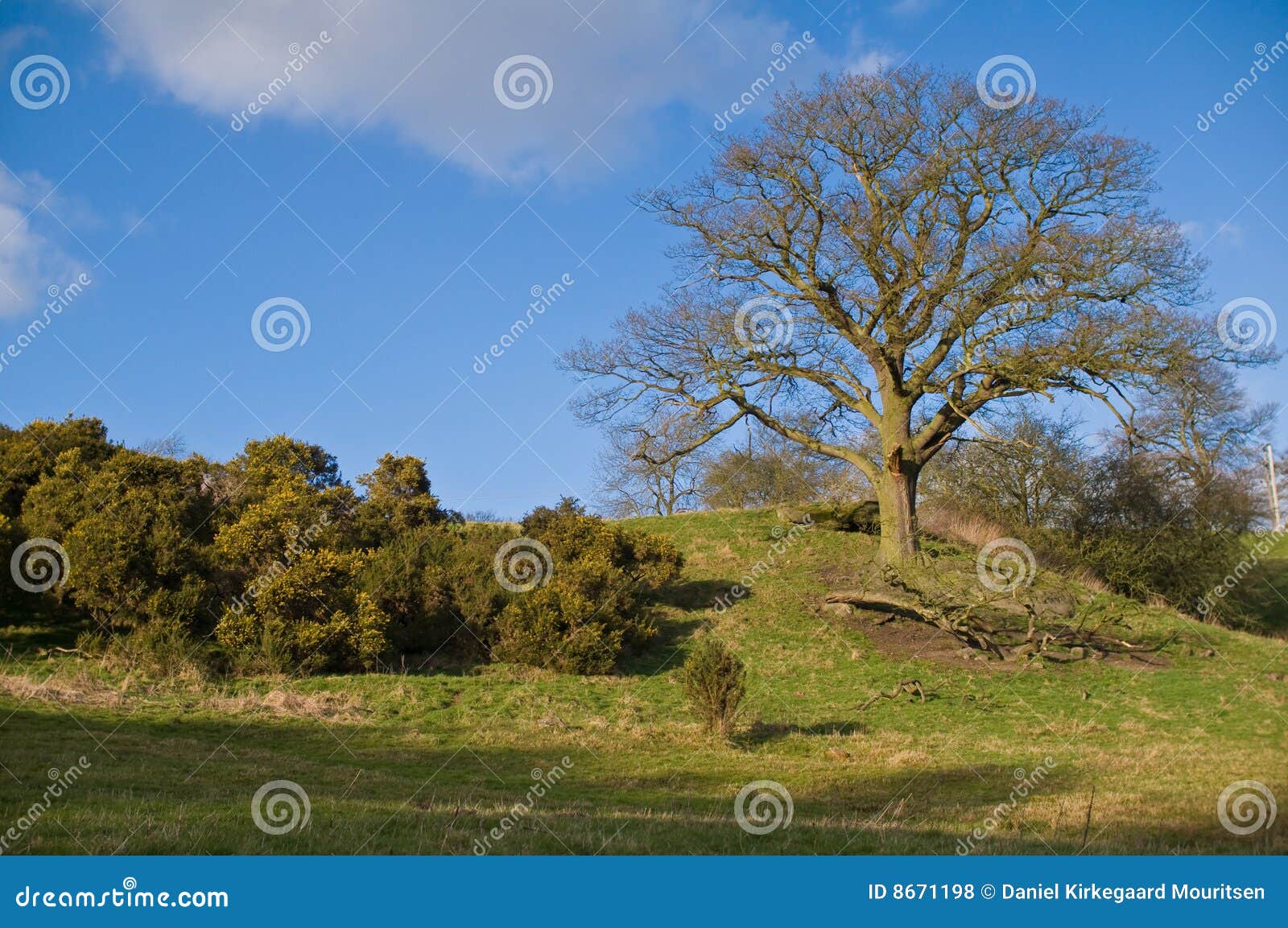 English Countryside - A Oak Tree On Small Hill Picture. Image: 8671198