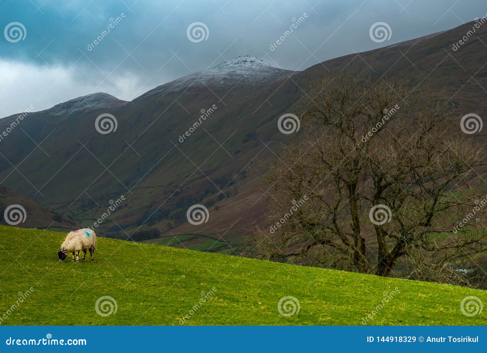 English Countryside with Sheep on the Hillside Stock Image - Image of ...