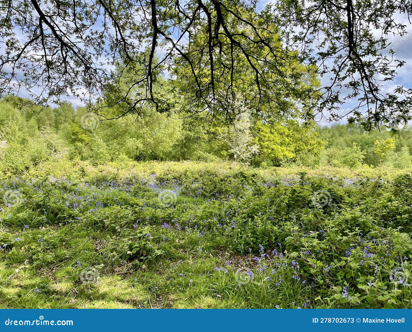 English Countryside in Spring Stock Image - Image of mist, landscapes ...