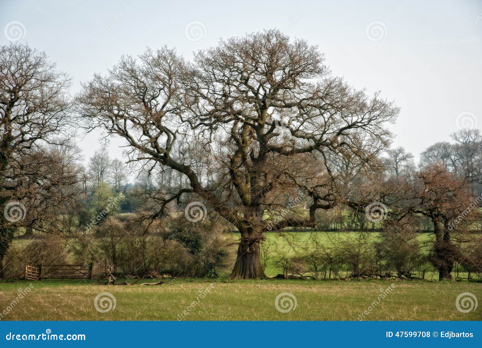 The English Countryside stock photo. Image of green, grass - 47599708