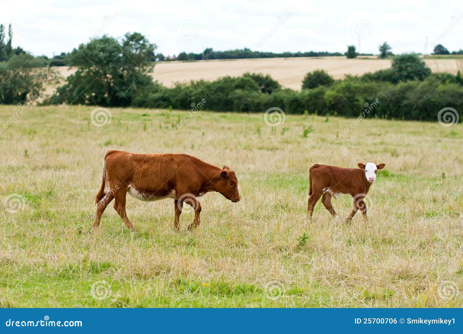 English cow stock photo. Image of brown, grazing, staring - 25700706