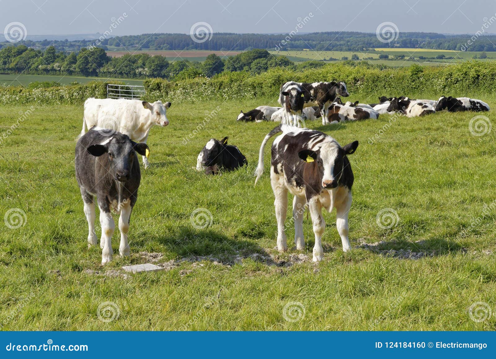 English cows stock photo. Image of farm, animal, dairyfarm - 124184160
