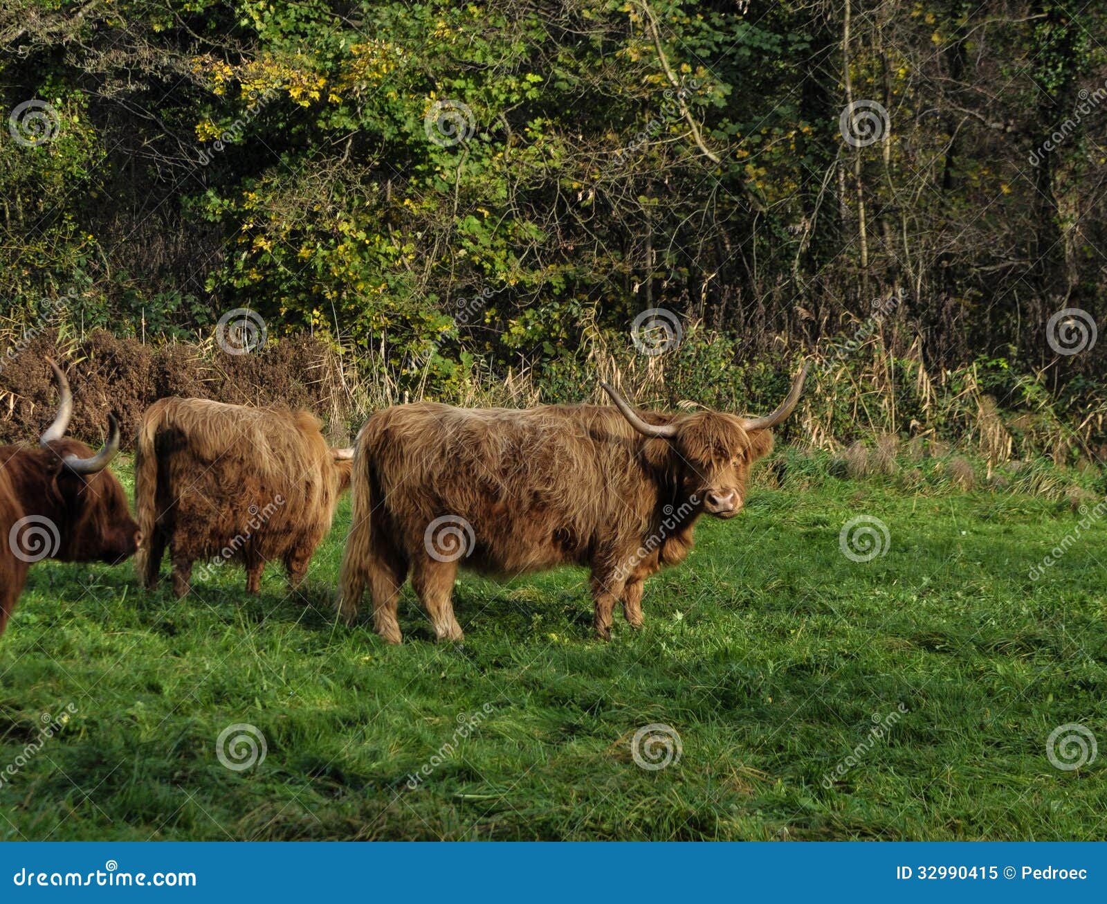 English cows stock image. Image of grass, horns, farm - 32990415