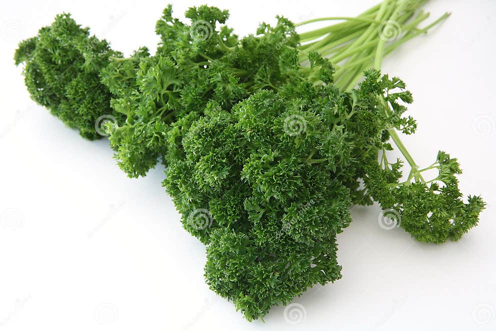 English curly parsley stock image. Image of parsley, curly - 336537