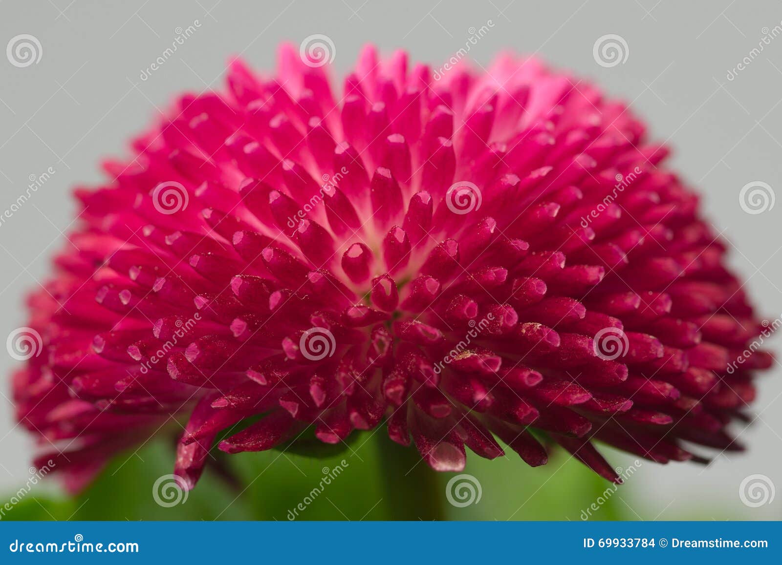 English Daisy stock photo. Image of floret, blossom, gowan - 69933784