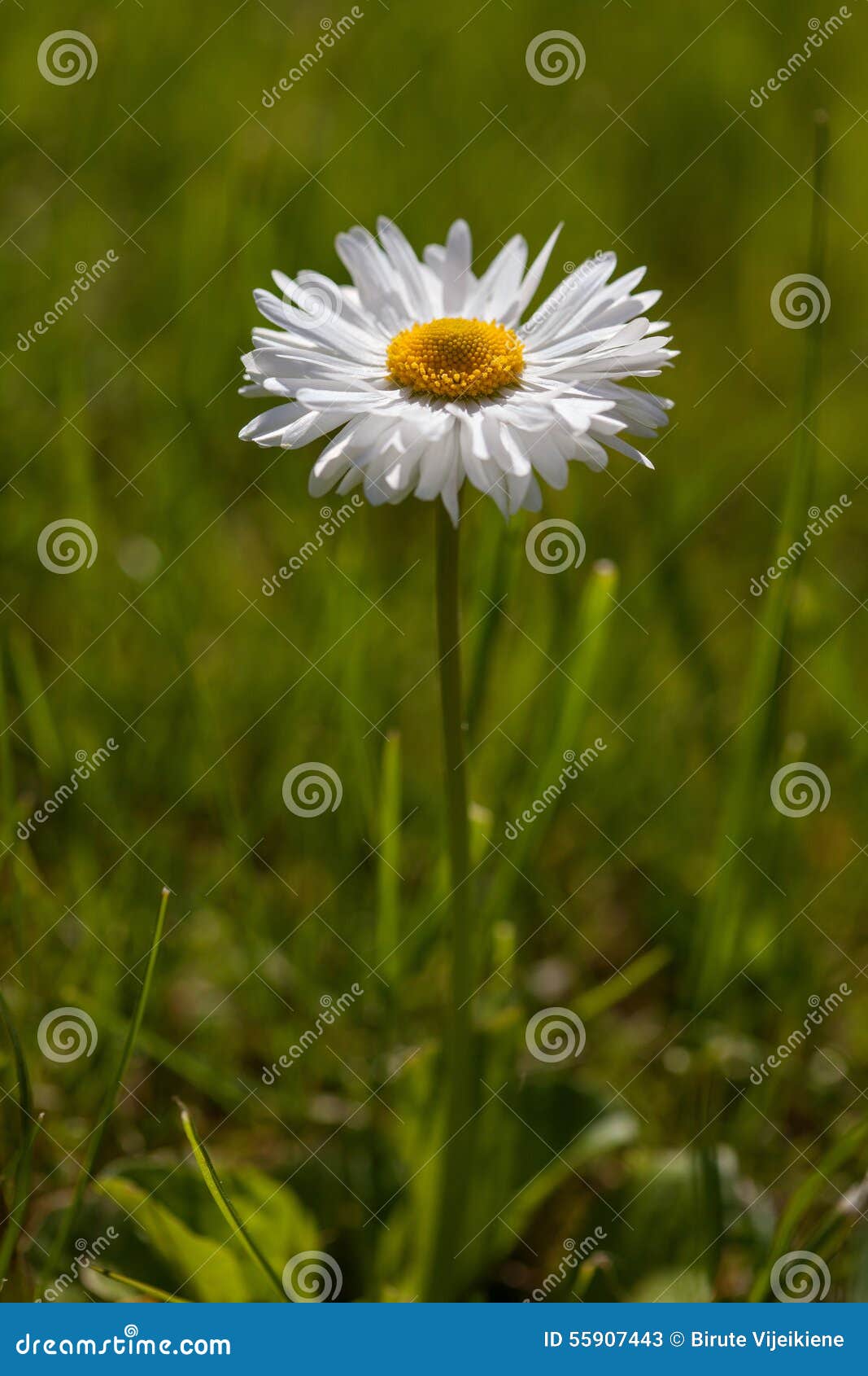 Bellis Flower (English Daisy, Bellis Perennis) Stock Photography ...