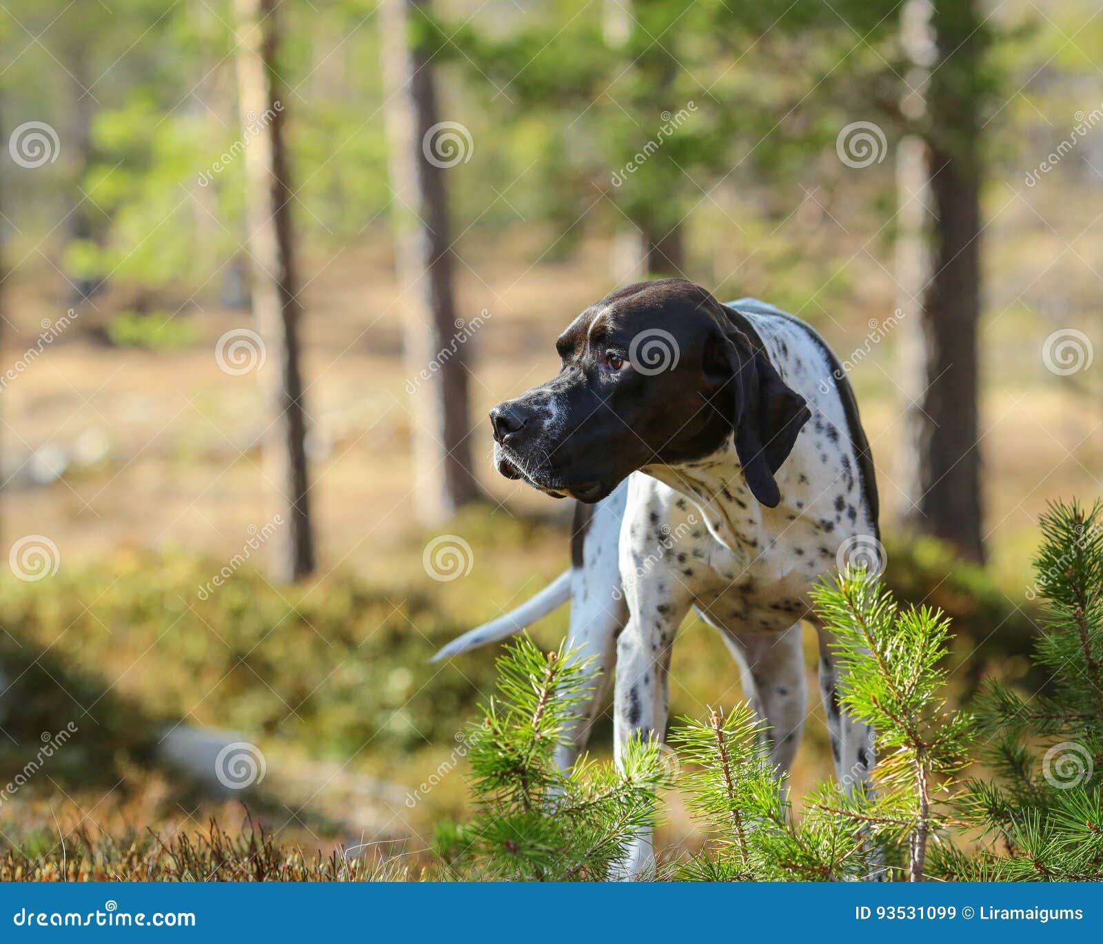 English Pointer Hunting