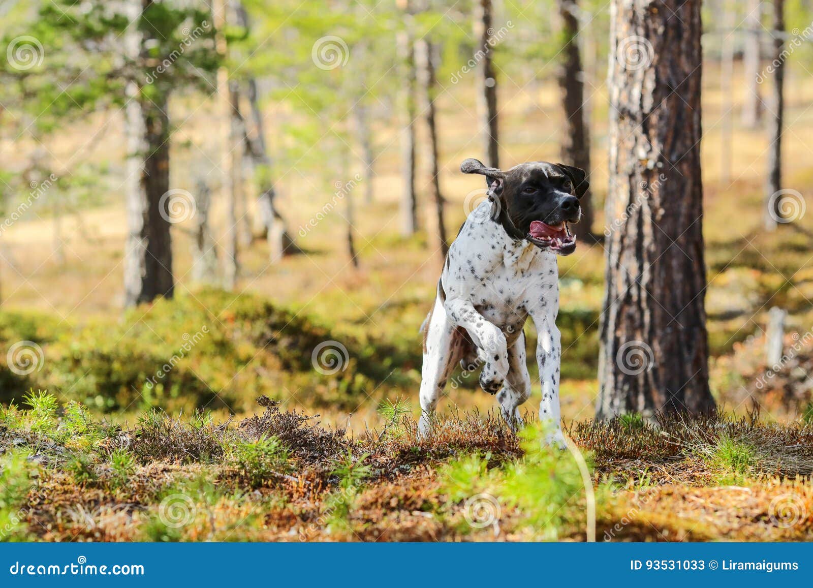 English dog pointer stock image. Image of pointer, mountains - 93531033