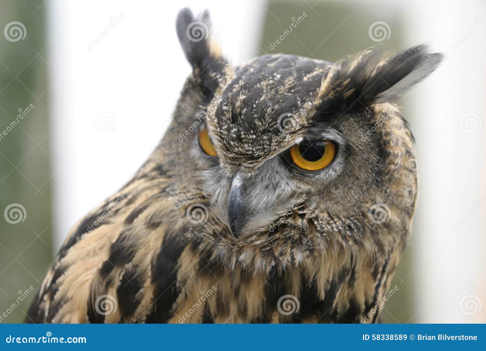 English Eagle Owl stock image. Image of view, head, prey - 58338589