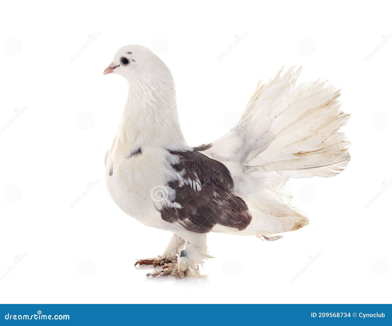 English Fantail Pigeon , Beautiful White Pigeon Royalty-Free Stock ...