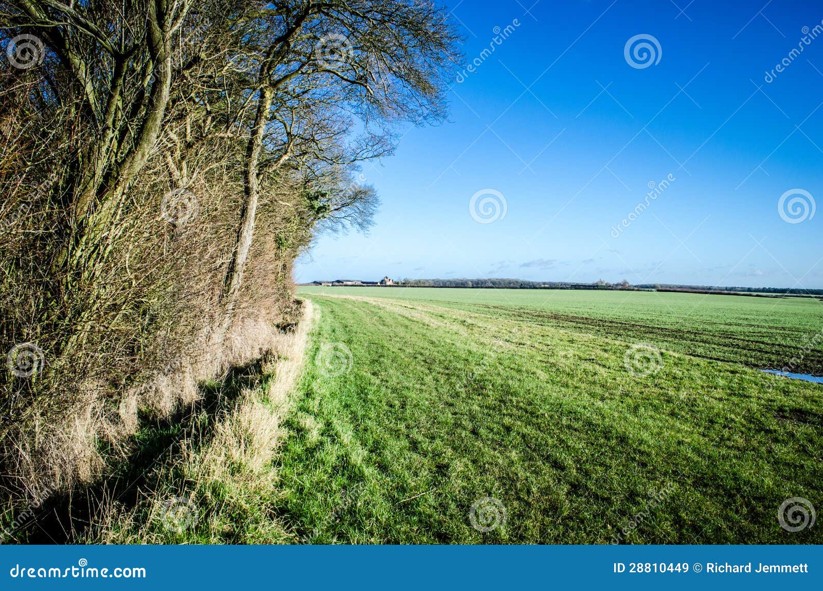English Field Bordering on Woodland Stock Image - Image of blue ...