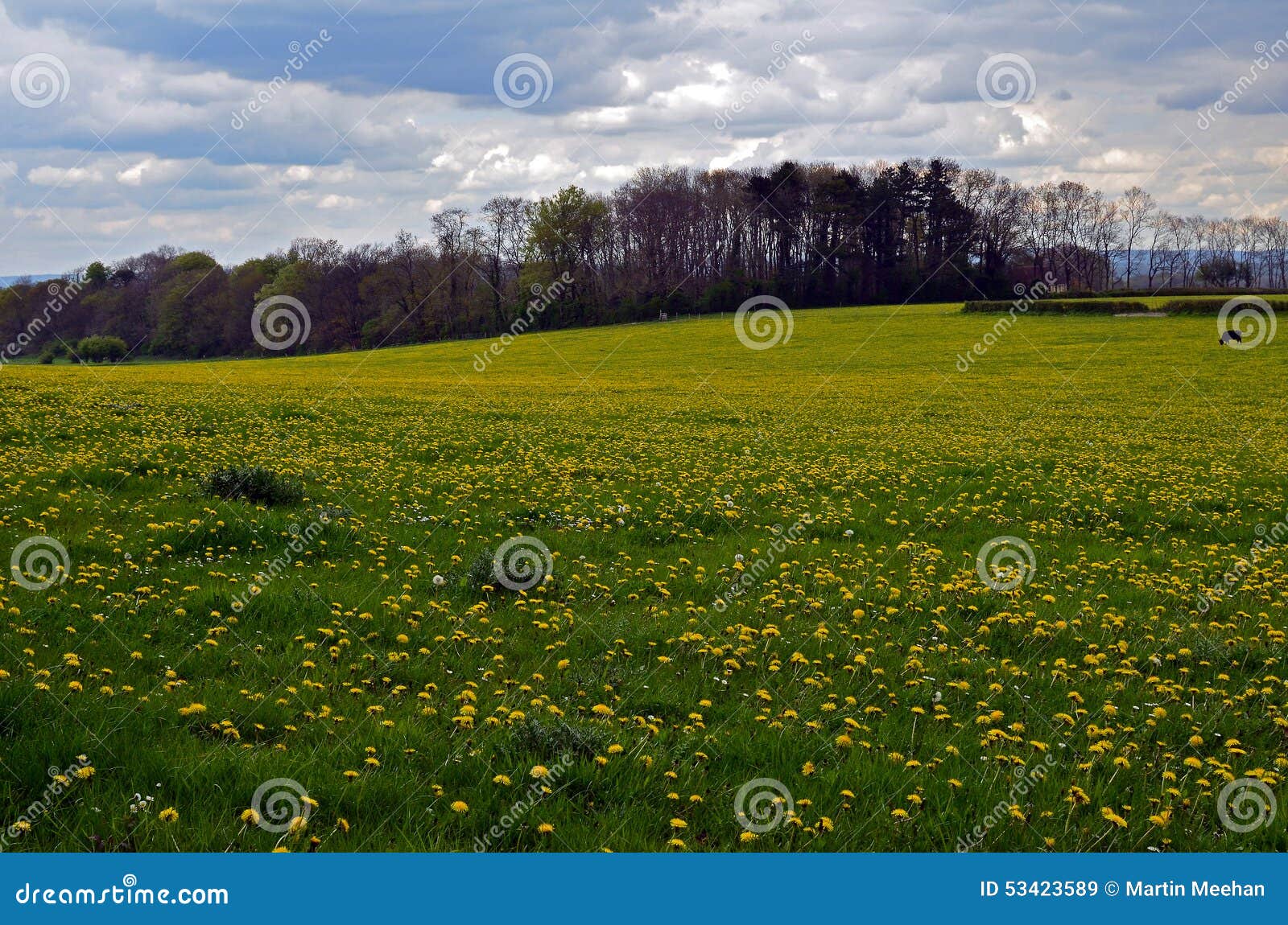English Field Covered with Dandelions. Stock Image - Image of ...