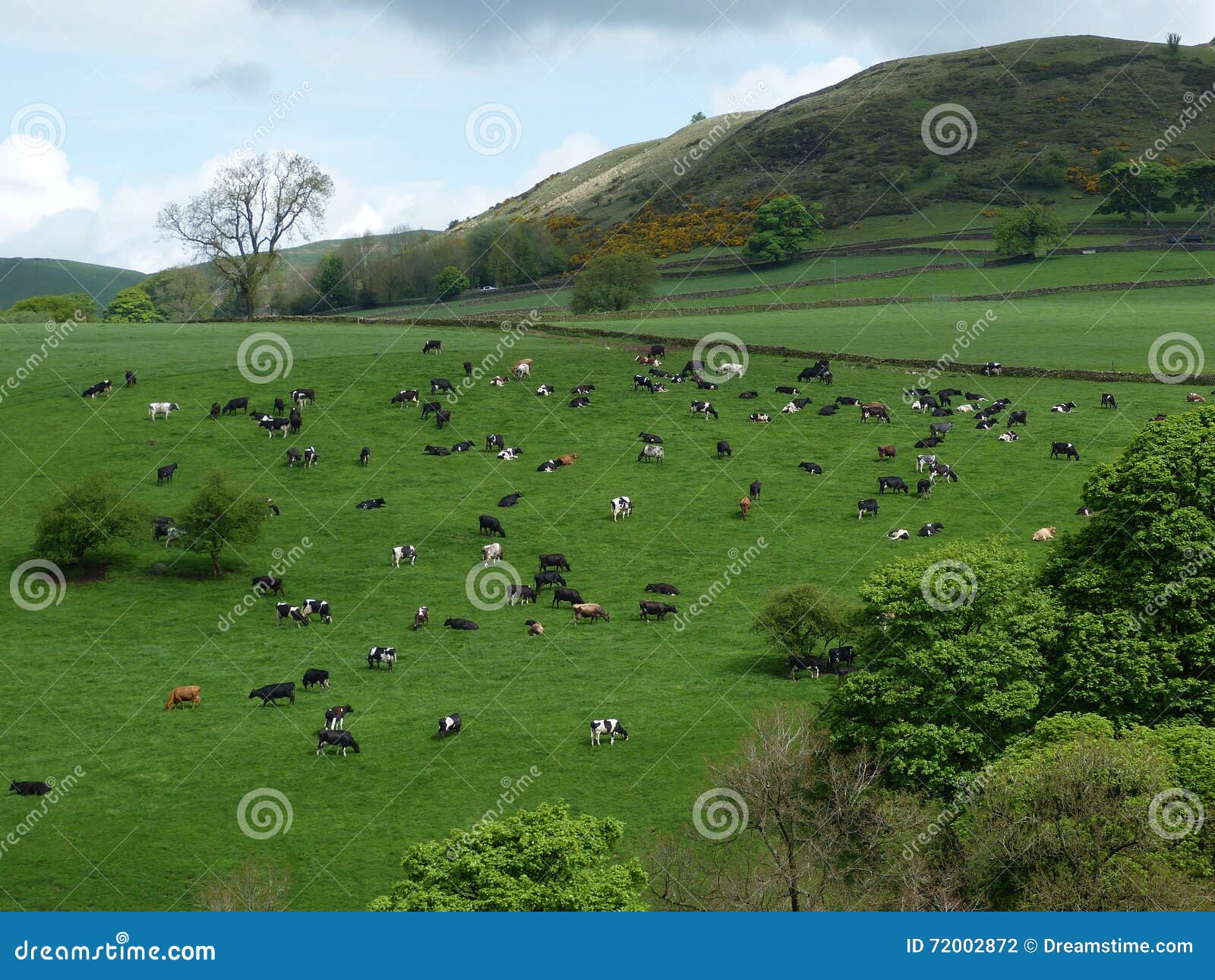 English field with cows stock photo. Image of green, english - 72002872