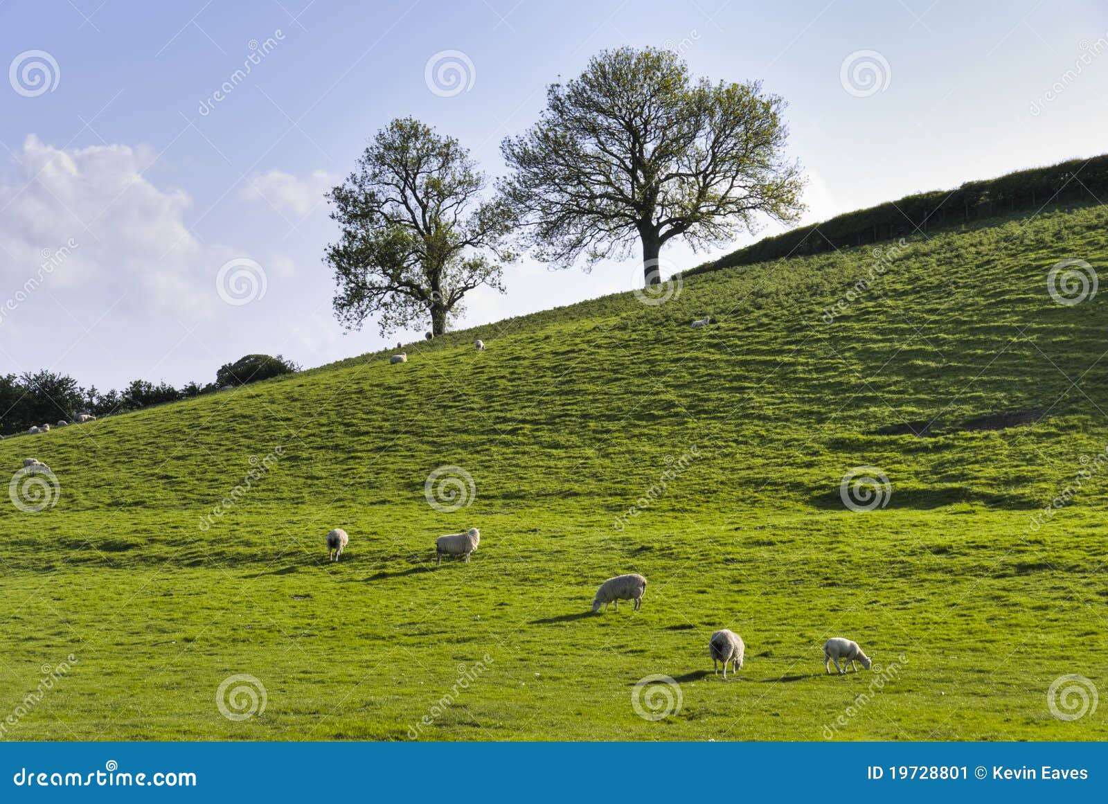 English Field in Spring stock image. Image of cumbria - 19728801