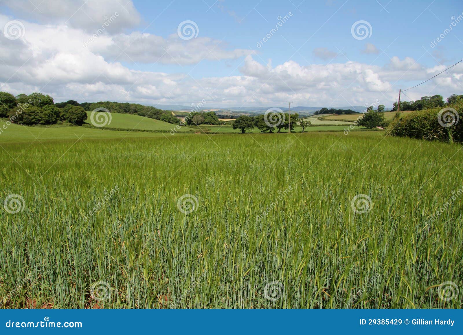 English Fields stock image. Image of crop, crops, green - 29385429