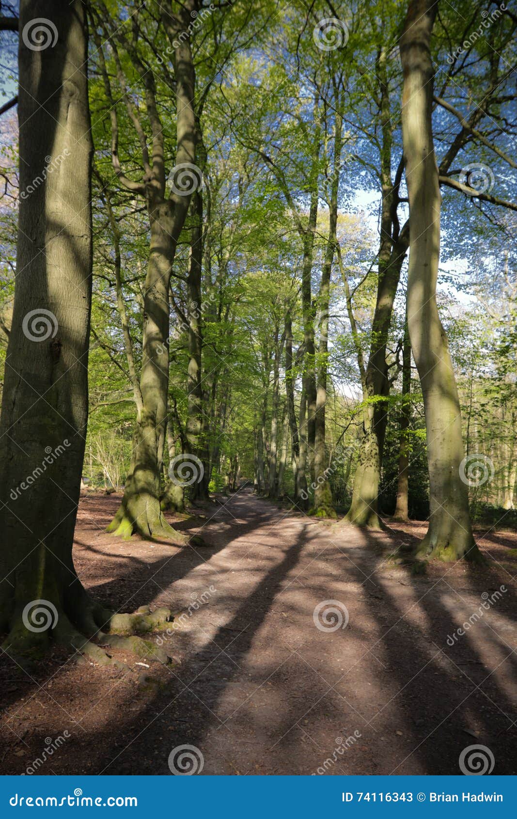 An English Forest Europe stock image. Image of travel - 74116343