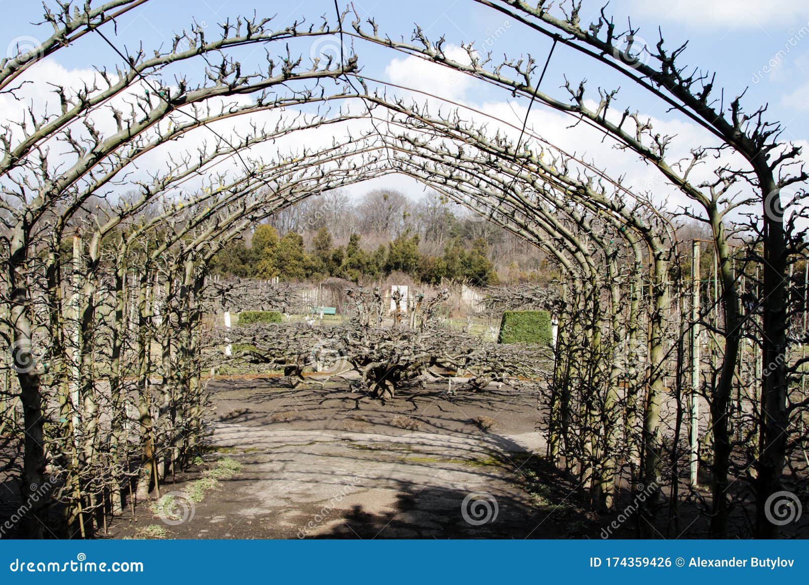 English Garden. Apple Trees Early in Spring Stock Photo - Image of ...