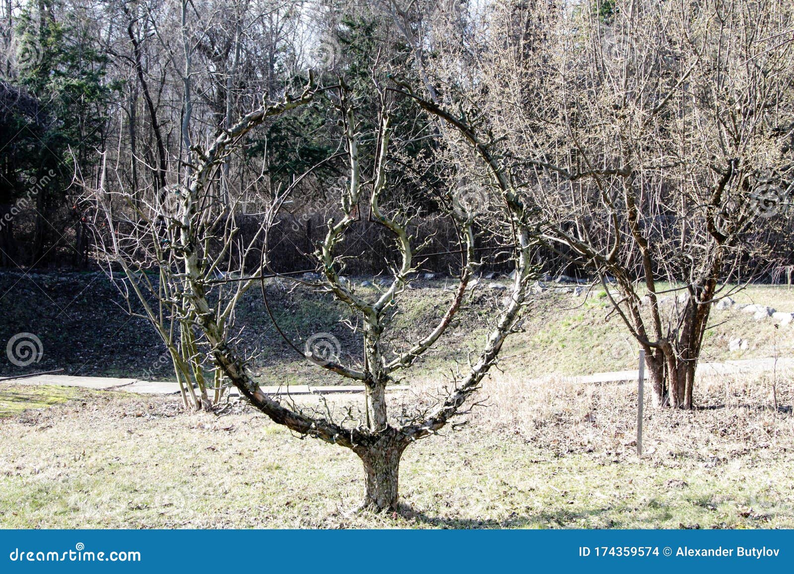 English Garden. Apple Trees Early in Spring Stock Photo - Image of ...