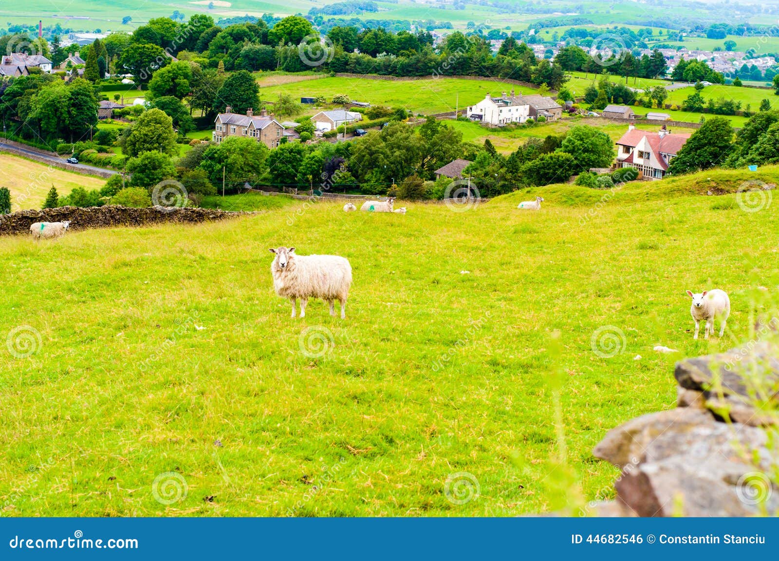 English Grazing Sheep in Countryside Stock Photo - Image of ...
