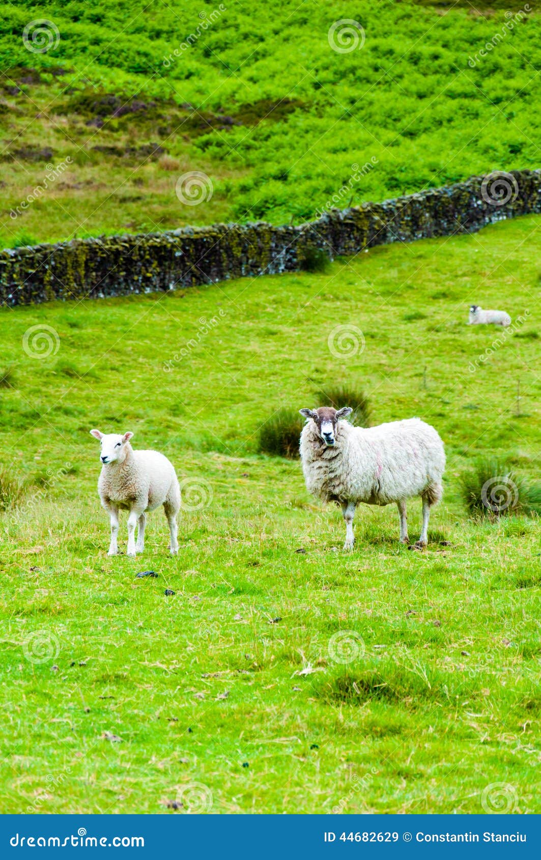 English Grazing Sheep in Countryside Stock Image - Image of english ...