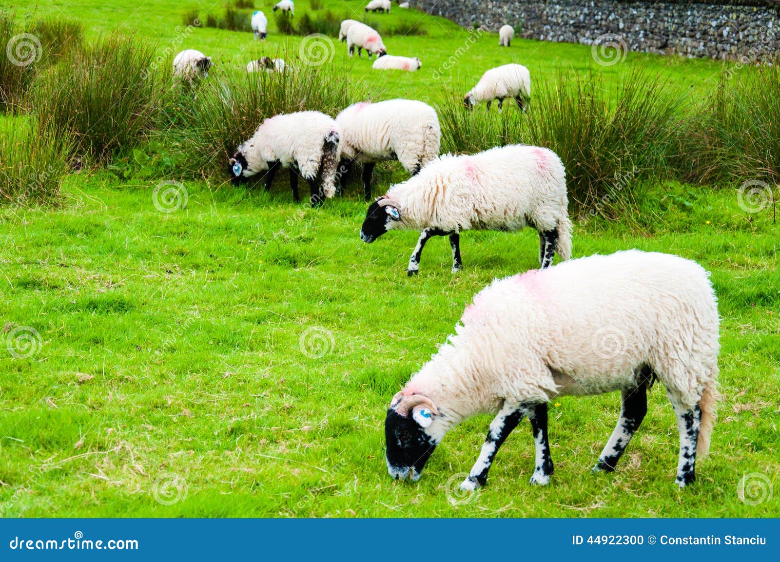 English Grazing Sheep in Countryside Stock Photo - Image of england ...