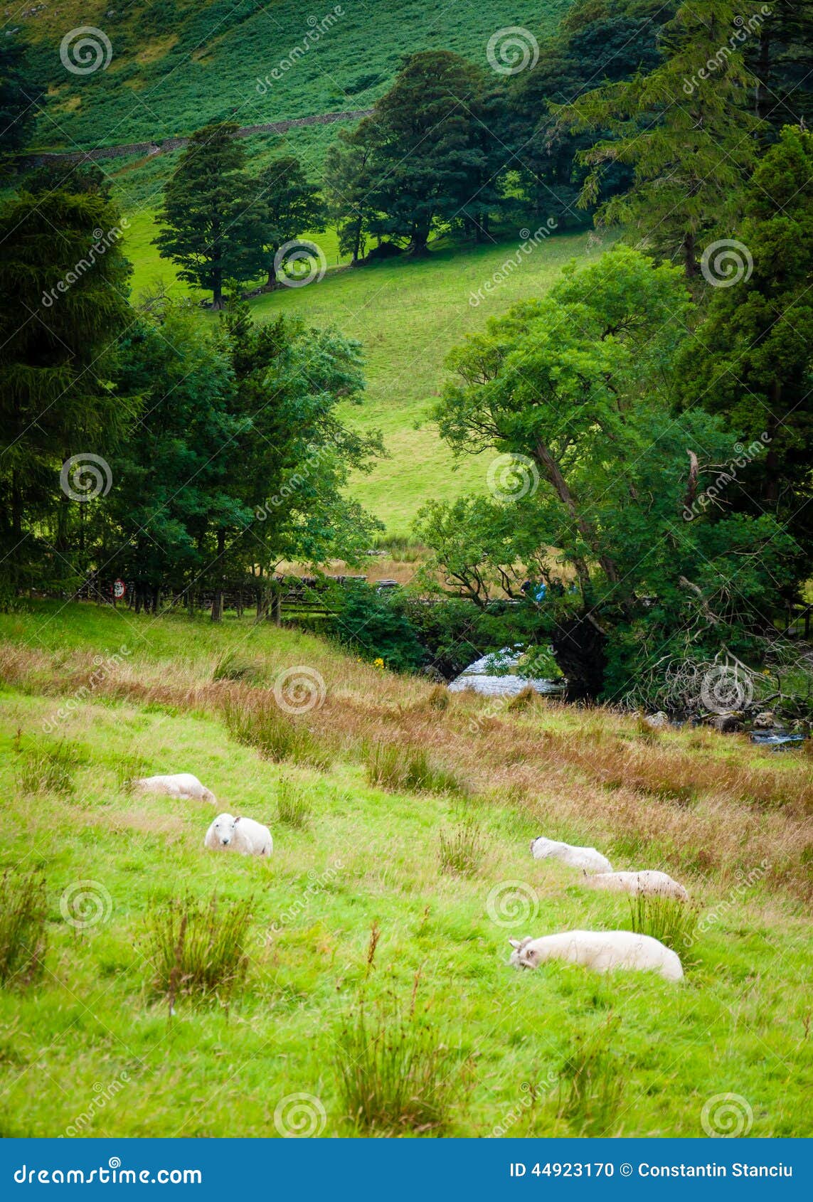 English Grazing Sheep in Countryside Stock Photo - Image of england ...