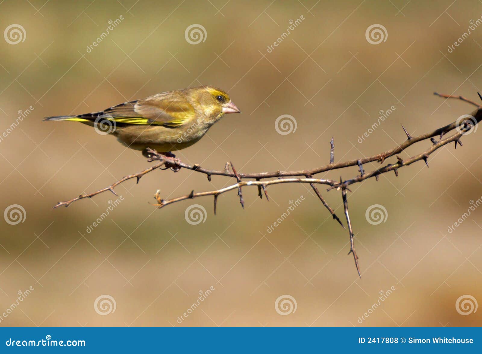 English Greenfinch stock photo. Image of feathers, environment - 2417808