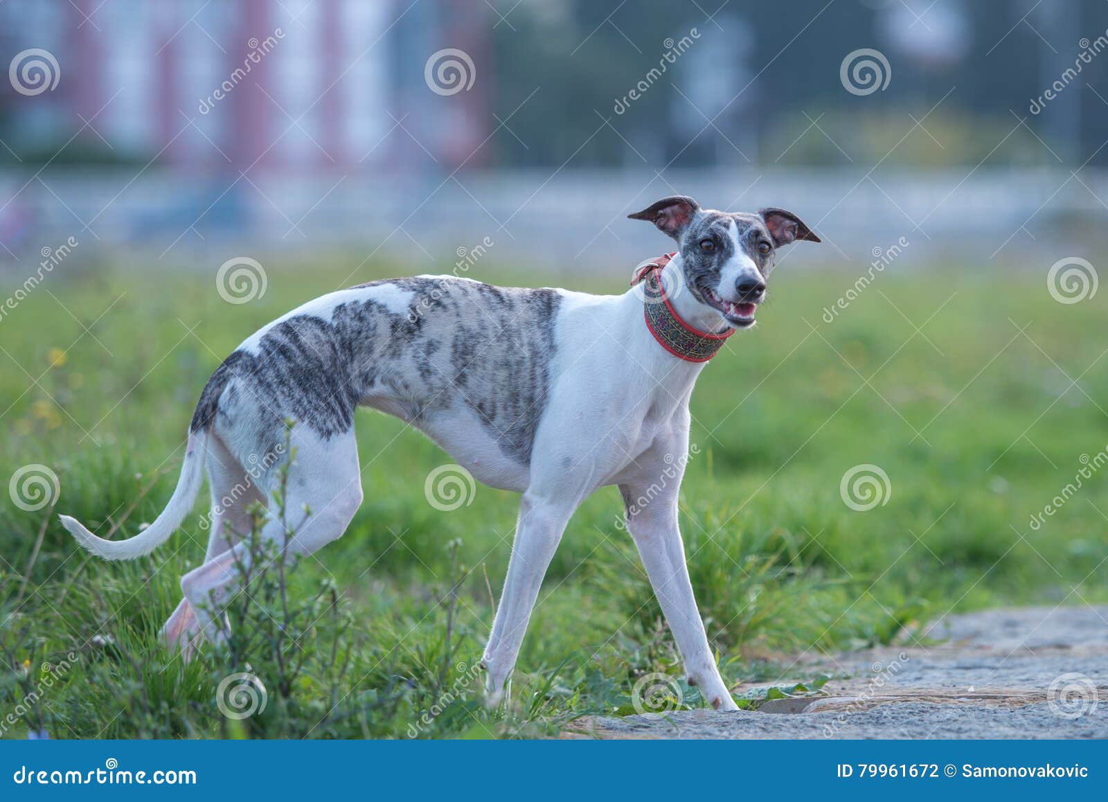 English greyhound figure stock photo. Image of wall, grass - 79961672