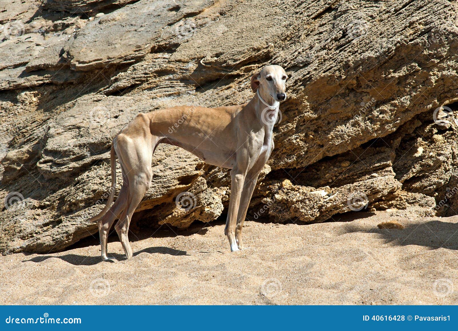 English Greyhound in the Sand Stock Photo - Image of sand, home: 40616428