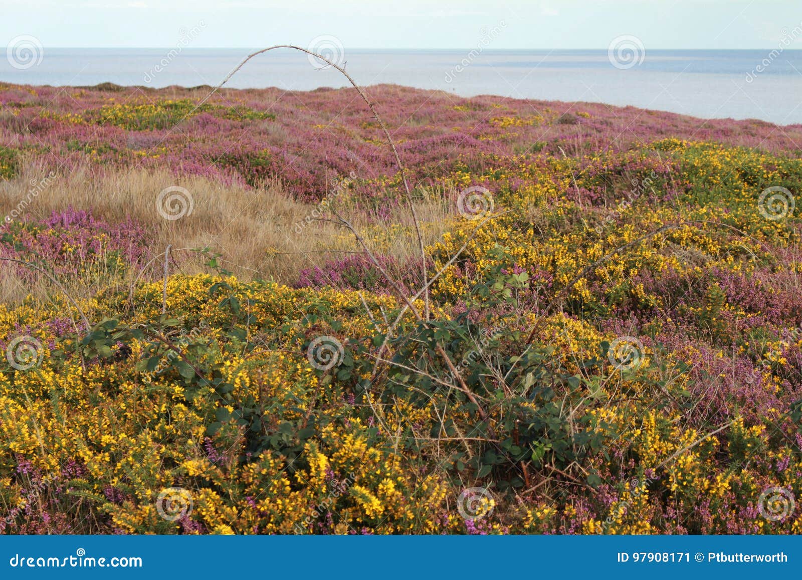 English Heathland in Summer Stock Image - Image of heathland, bell ...