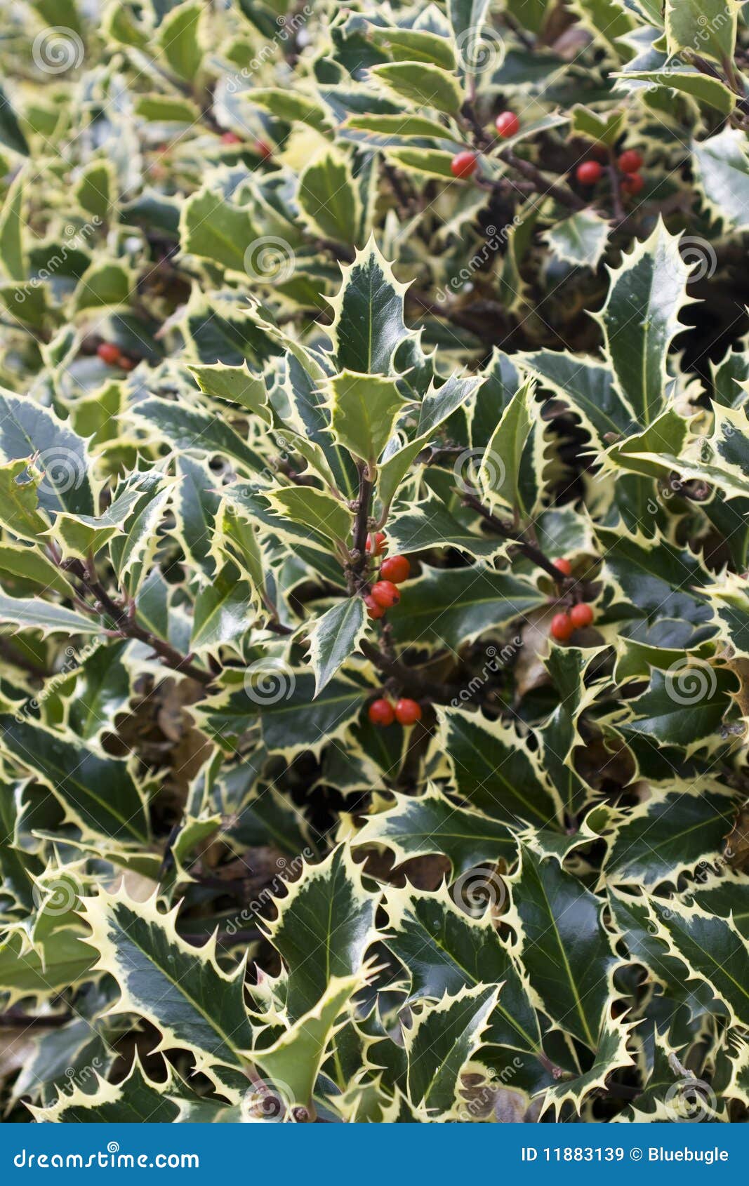 English Holly stock image. Image of bush, leaf, ilex - 11883139