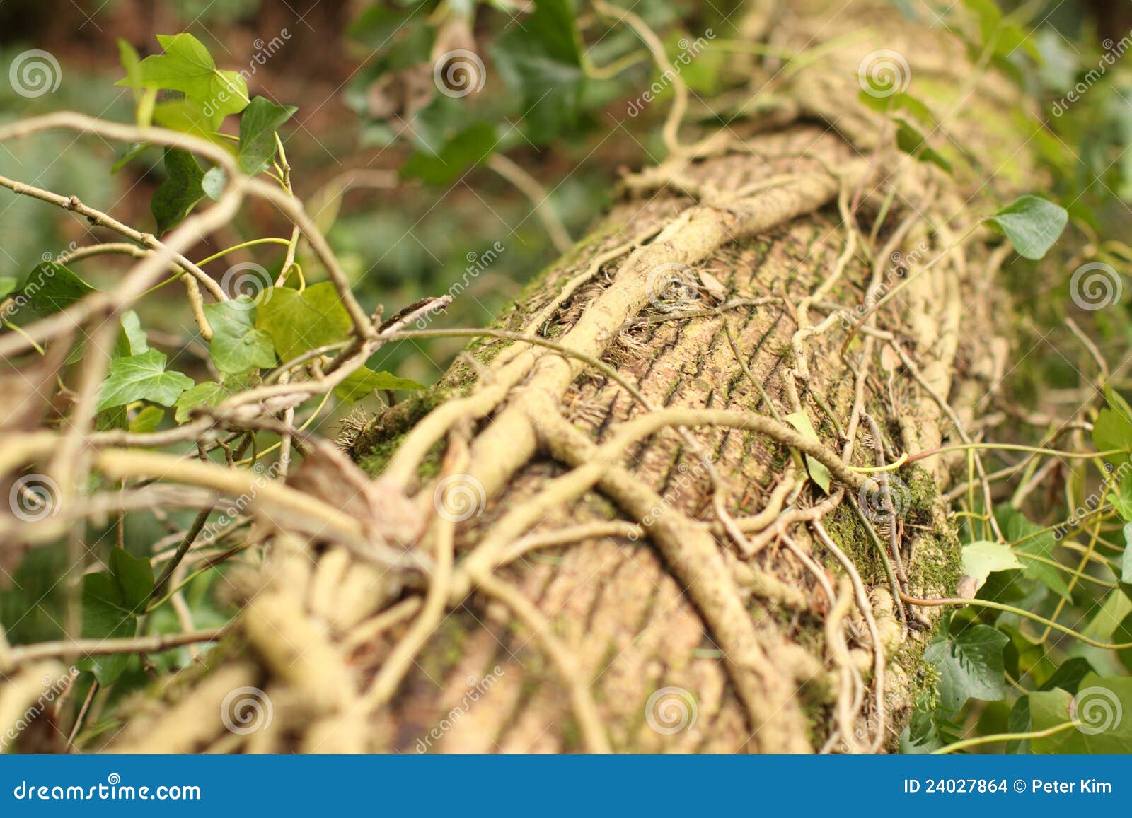 610 Ivy Tree Wrapped Stock Photos - Free & Royalty-Free Stock Photos ...