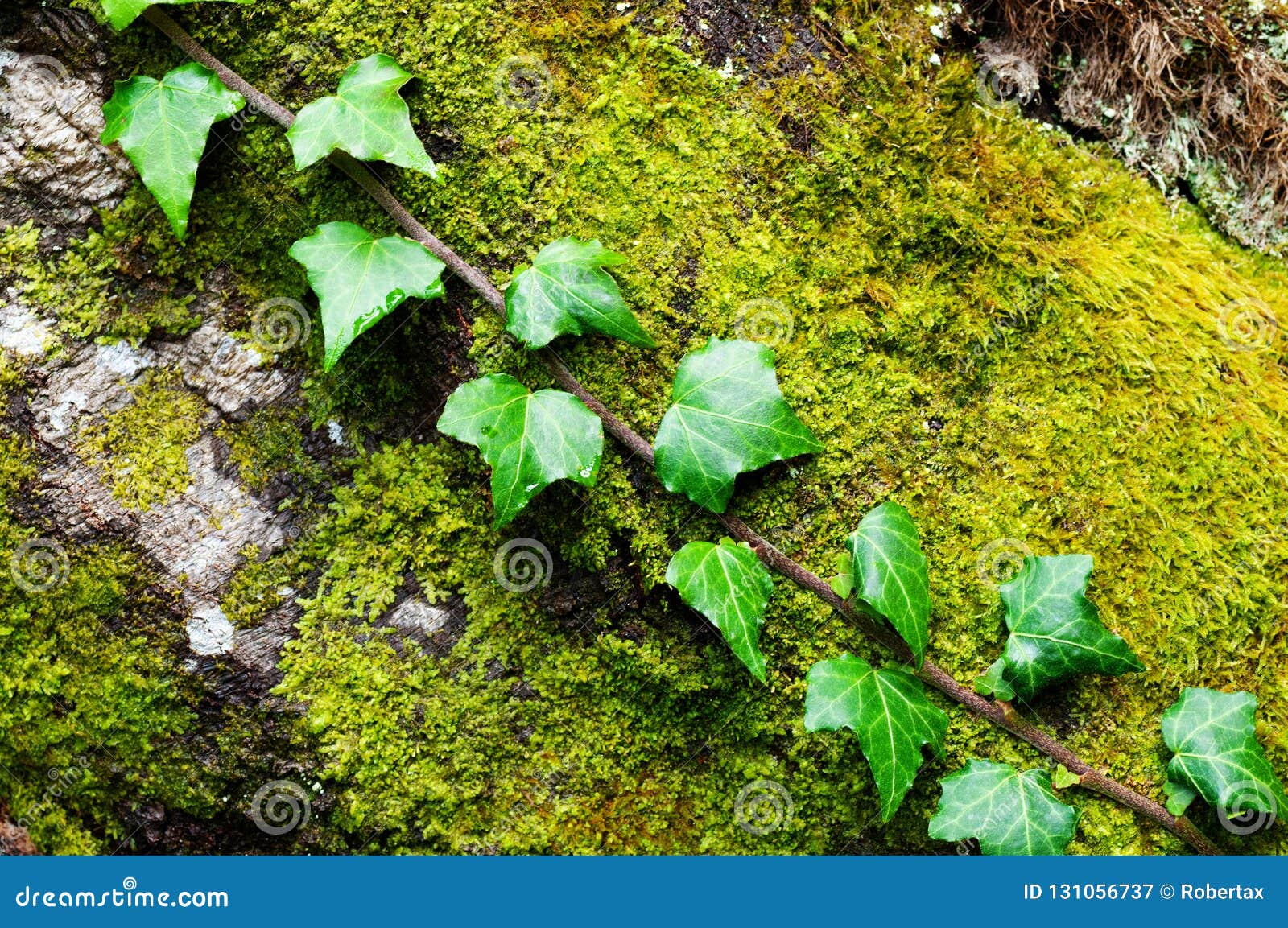 English Ivy Plant Growing Over Old Moss Covered Tree Trunk Stock Image ...