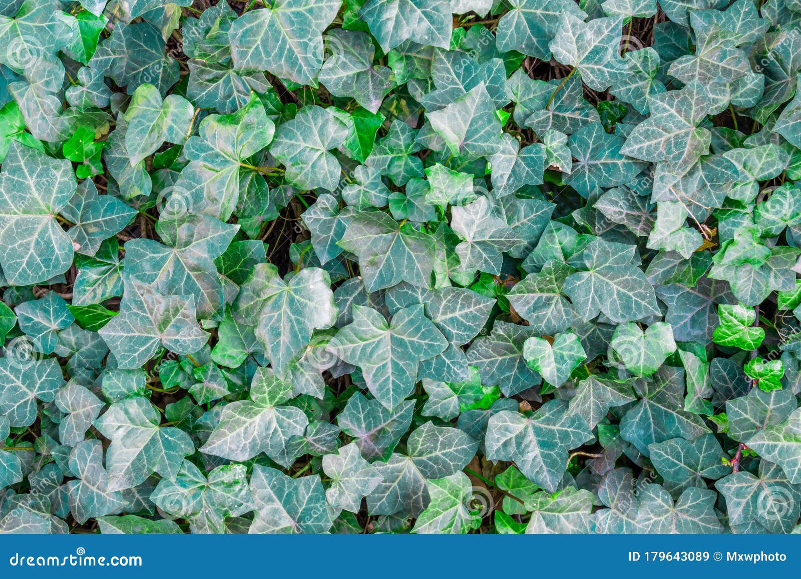 English Ivy Texture Hedera Helix Growing in Shadow of Tree Stock Image ...