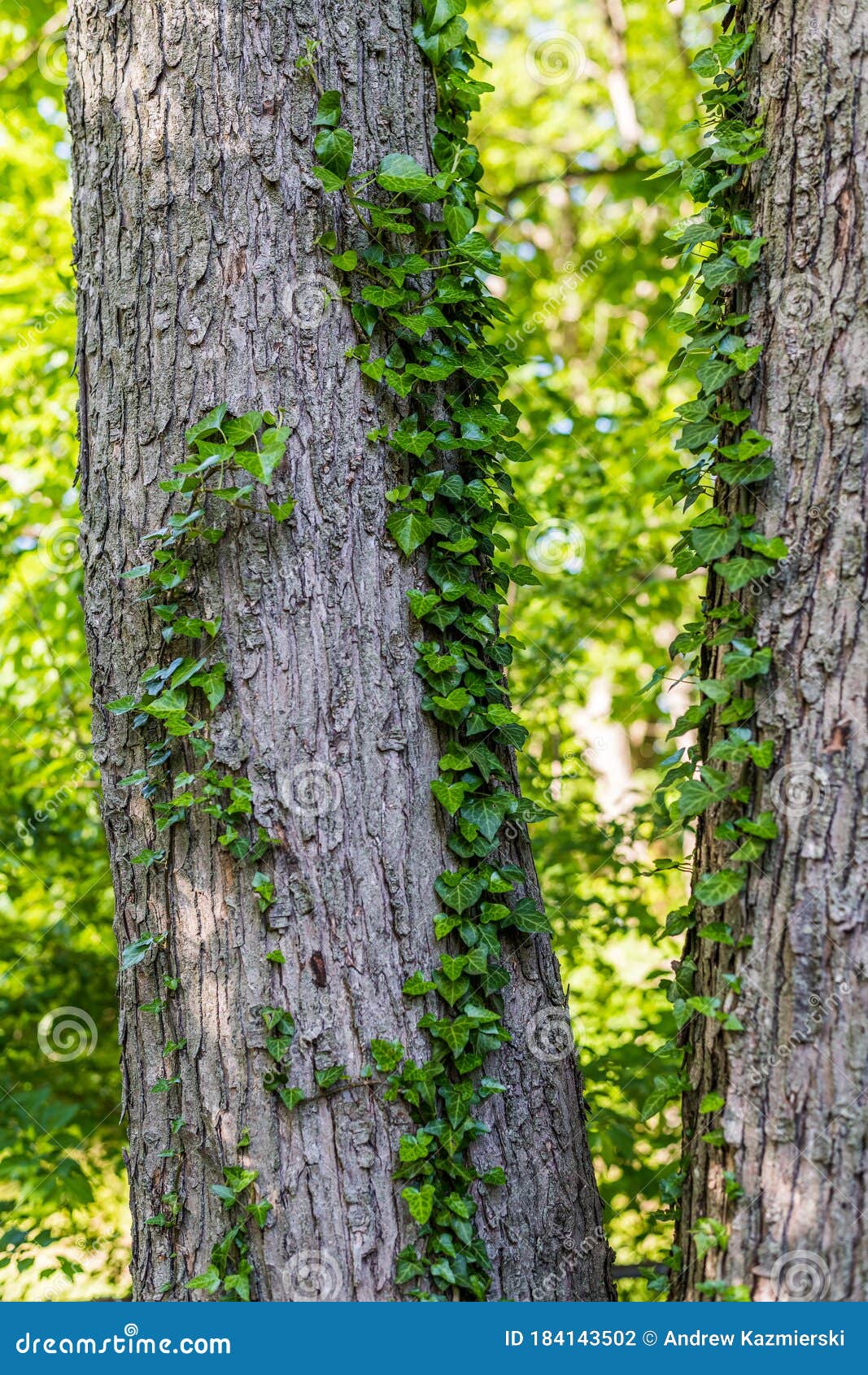 English Ivy on Tree Trunk stock photo. Image of nature - 184143502