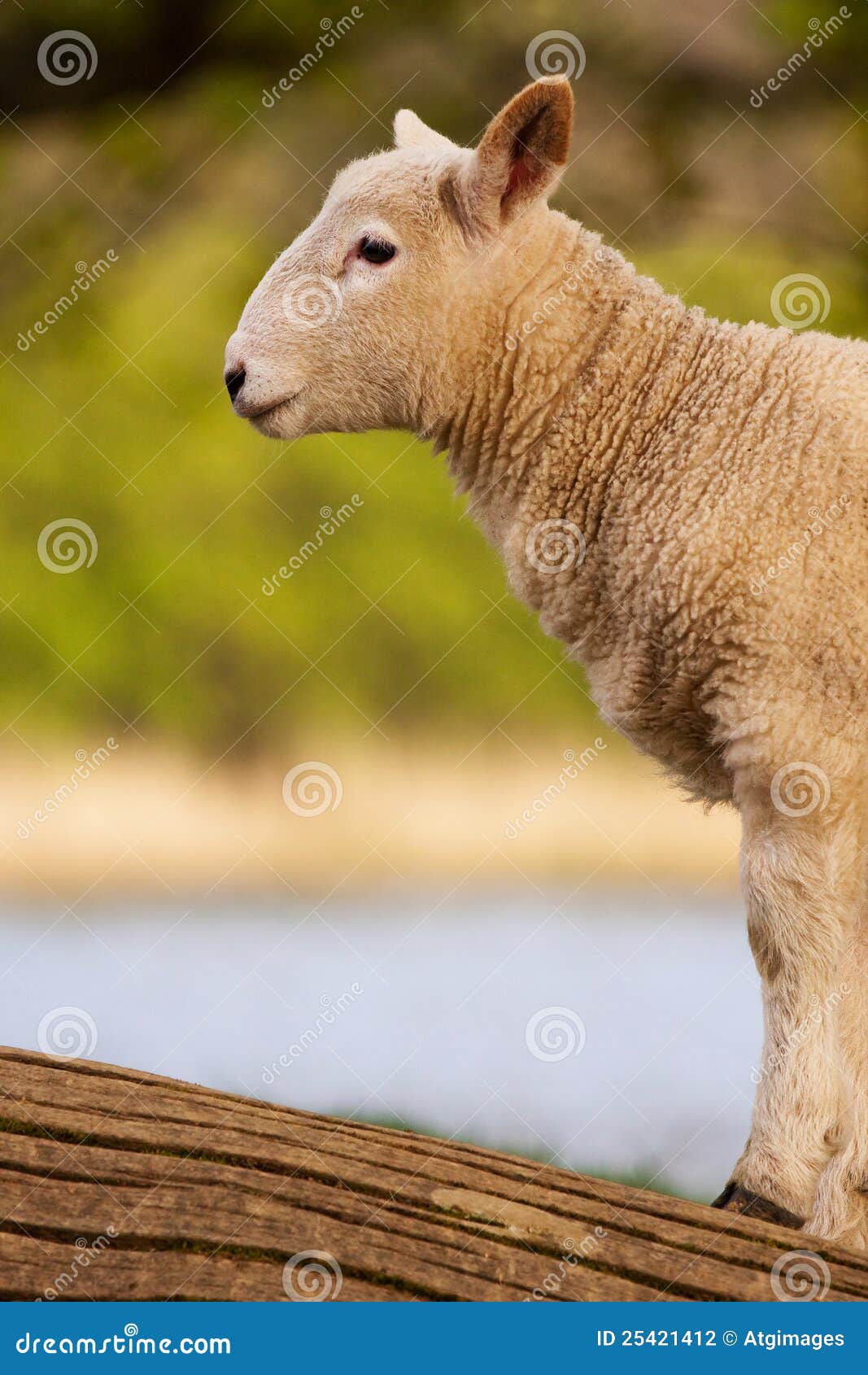 English Lamb stock photo. Image of countryside, mammal - 25421412