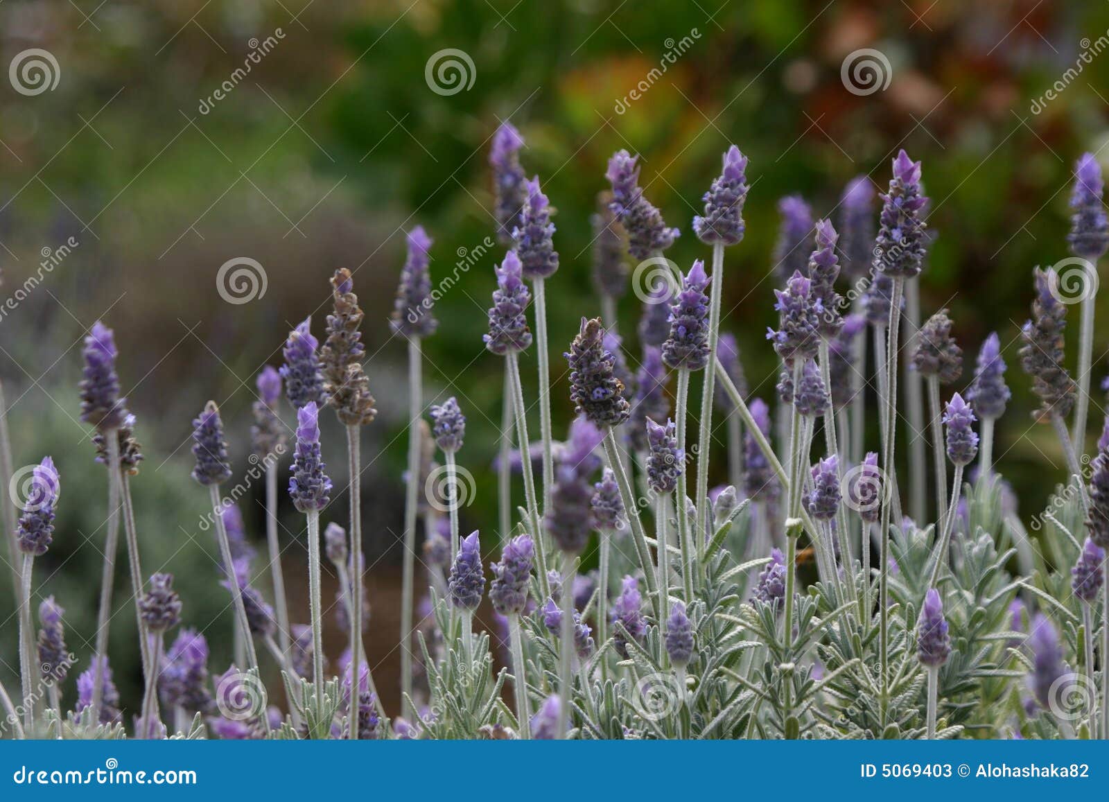 English Lavender, Lavandula Angustifolia. Beautiful Lavender Background ...